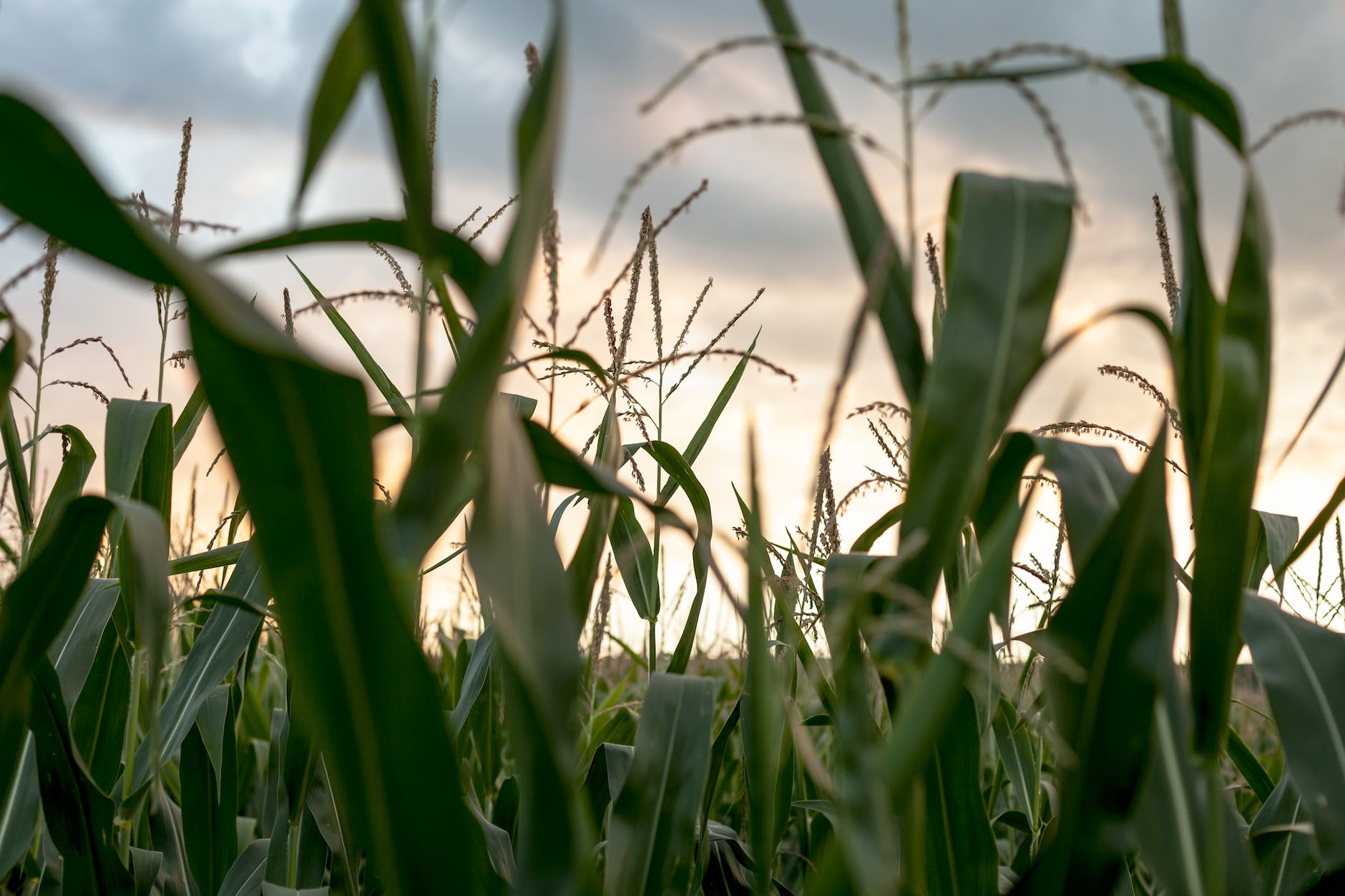 Ultimate Guide to Growing Corn: From Planting to Harvest