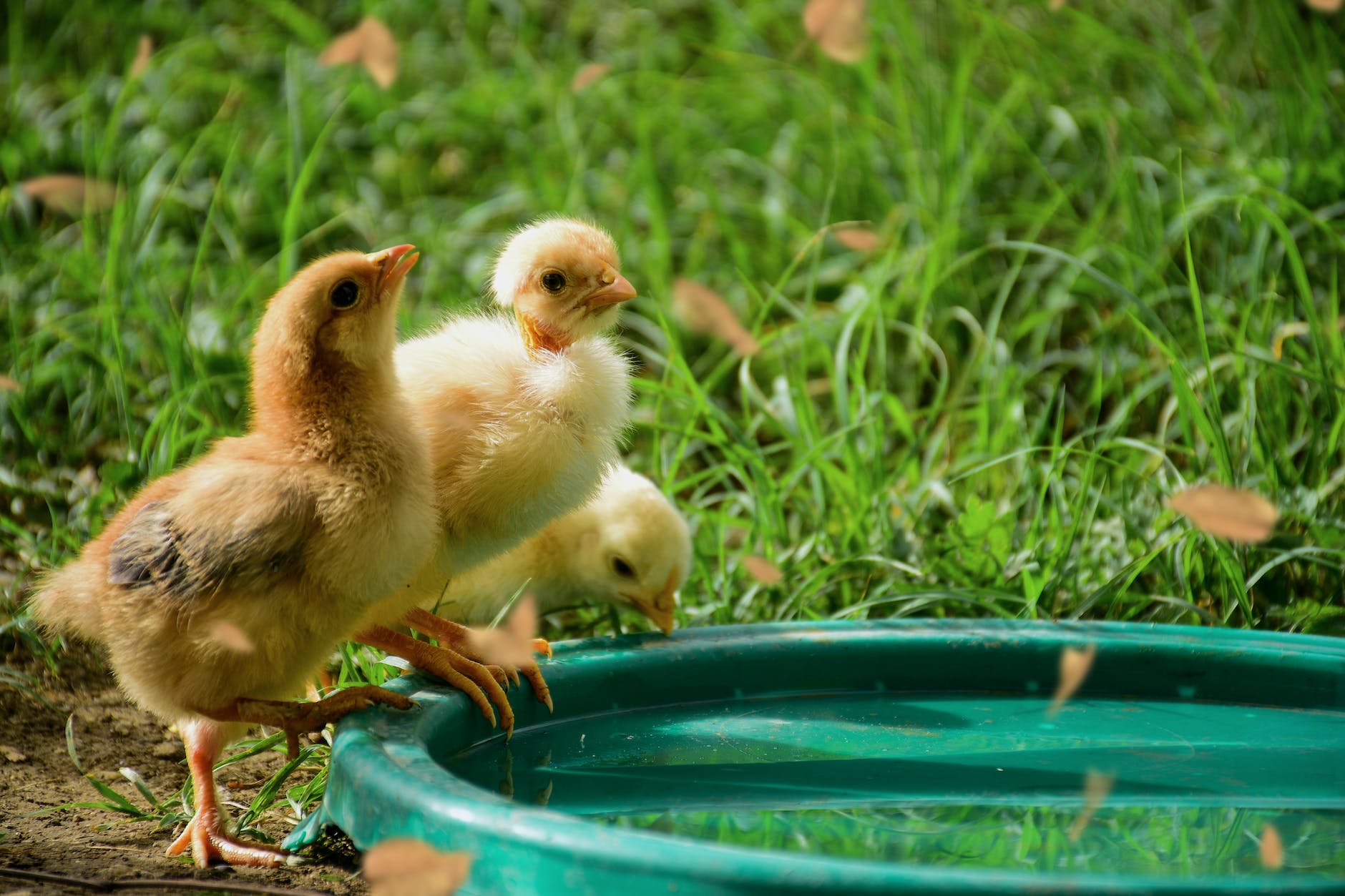 Craft Your Own DIY Chicken Waterer: Flock Hydration Solutions