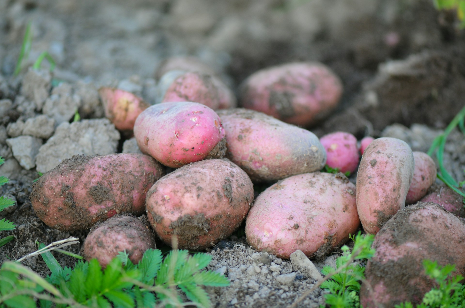 Complete Guide to Growing Potatoes: Plant, Care, and Harvest