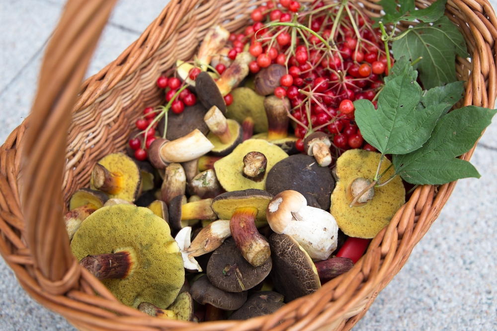 Ultimate Guide to Summer Foraging | Homesteading Suburbia