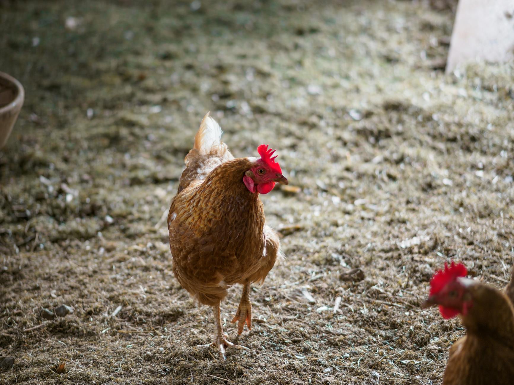 Deep Litter Method for Chickens: Benefits and Tips