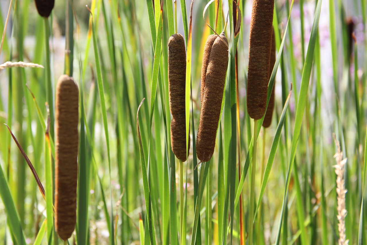 Are Cattails Edible? How and When to Harvest and Prepare